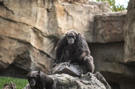 Premium Photo Wildlife Wonders Graceful Apes In Their Element