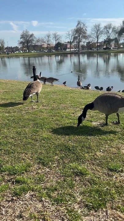 Riverwalk Park Bakersfield Ca🌸 Park Riverwalk Bakersfield Youtube