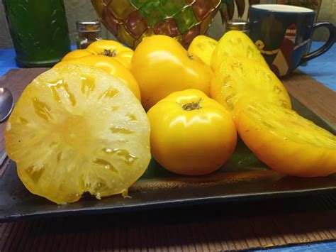 Jackass Yellow Dwarf Tomato Bounty Hunter Seeds Heirlooms