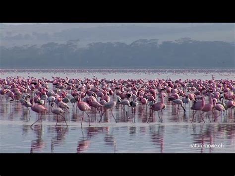 Flamingos Lake Nakuru National Park Long Missed Pink Flamingos Return