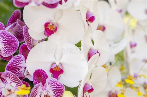 The Close Up Of Beautiful White Orchids Taken Outside In The Garden Stock Image Image Of
