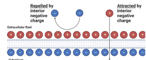 Cell Membrane Transport Iii Electrical Properties Of The Cell Membrane