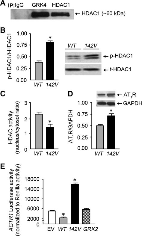 Human Grk4γ142v Variant Promotes At1r Mediated Hypertension Via Renal