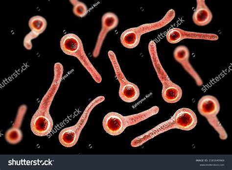 Clostridium Tetani Bacteria Causative Agent Tetanus ภาพประกอบสต็อก