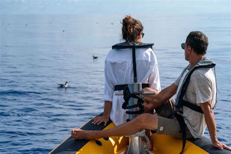 Whale Watching In The Azores Islands Portugal Azores Getaways