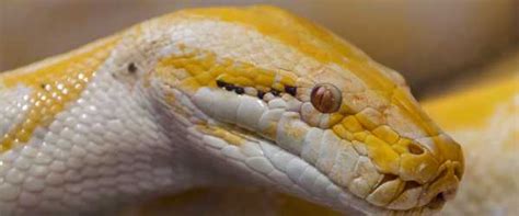 Preparando Ambiente Python E Pacotes Johny W Alves