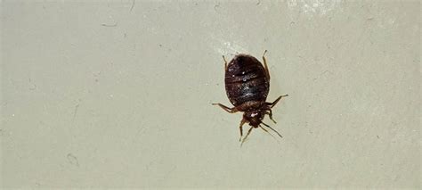 Do Bed Bugs Spread Diseases Bed Bug Specialist