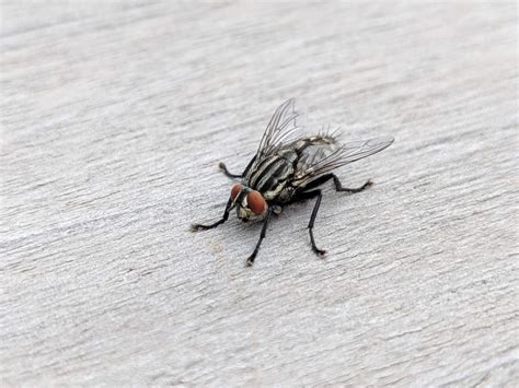 What Are Flesh Flies Hulett Environmental Services
