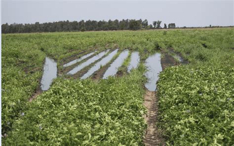 Make Variable Rate Irrigation Work For You Wisconsin Potato And Vegetable Growers Association