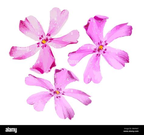 Illustration Of Beautiful Gentle Pink Spatial Flower Isolated On White