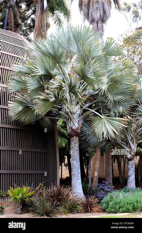 Bismarck Palm Bismarckia Nobilis Is A Palm Endemic To Northwestern