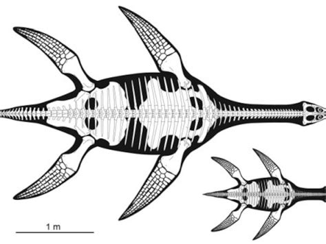 Mosasaurs And Plesiosaurs