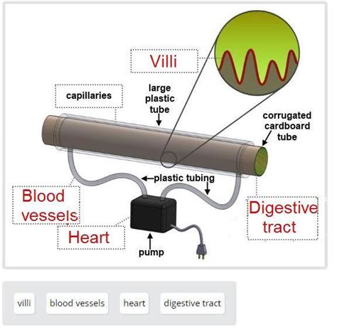 Respiratory And Circulatory System Foldable Treadmill