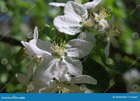 Flowering Columnar Apple Malus Domestica Stock Image Image Of Wildflower Green 262922625