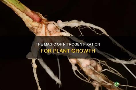 The Magic Of Nitrogen Fixation For Plant Growth Shuncy
