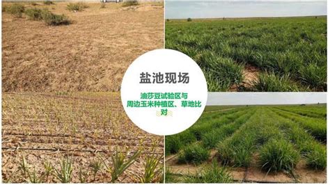中国盐碱地里的生力军 非洲来客油莎豆找到了自己最新绽放的舞台 军事频道 中华网