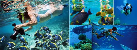 Snorkeling And Diving In Hikkaduwa Best Of Lanka