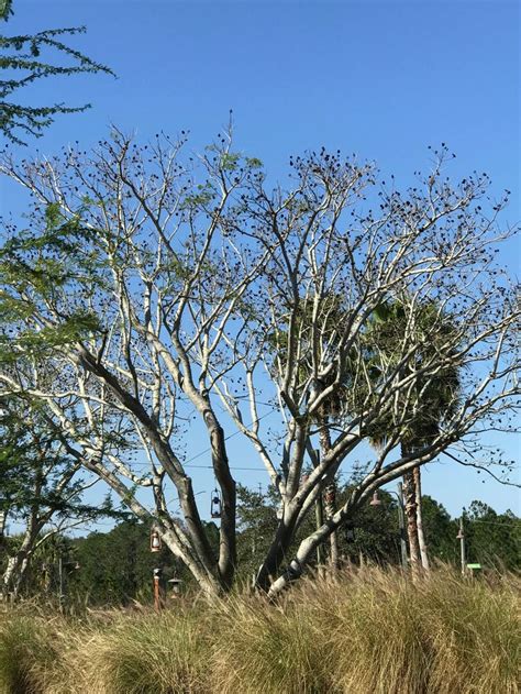 Attracting Birds To Your Garden 5 Tips For Planting Bird Friendly Trees