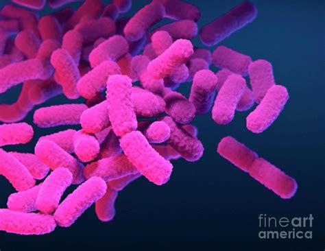 Enterobacteriaceae Bacteria Photograph By Stephanie Rossowscience