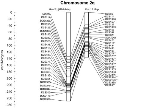 Human Microsatellite Marker Loci Locations On Genetic Linkage Map Of