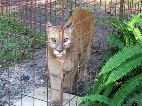 Big Daddy Dave Big Cat Rescue Tampa Florida