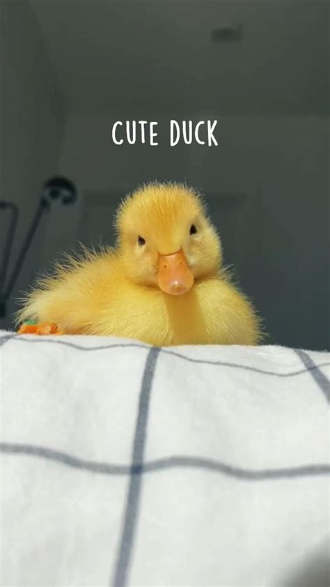 Bears Being Cute Artofit