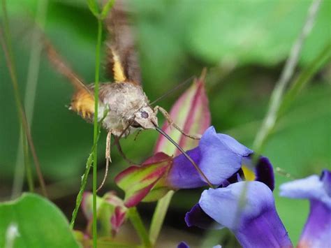 ホシホウジャク 迫力の吸蜜シーン 私家版里山図鑑