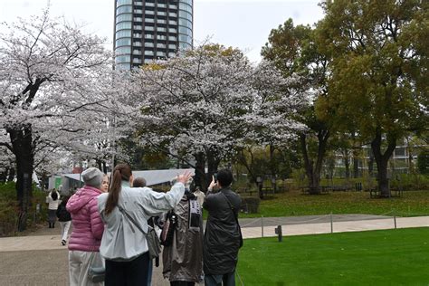 東京ミットタウンの桜ー2 ふじわら写真館
