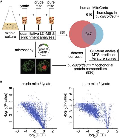 Curation Of A Comprehensive Mitochondrial Proteome In Dictyostelium