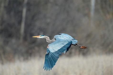 How Birds Stay Aloft For Hours Without Flapping Bird