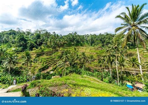 Rice Terraces In Tegallalang Ubud Bali Indonesia Editorial