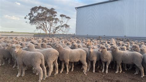 Lot 951 560 Mixed Sex Suckers Auctionsplus