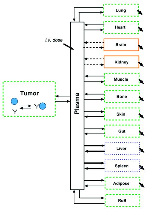 Schematic Illustration Of The Final Tumour Uptake Model Linked To The