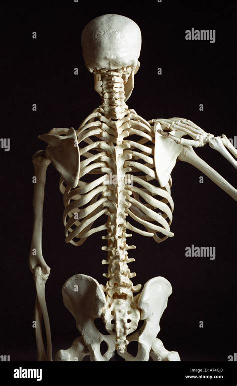 Skeletal System Backbone
