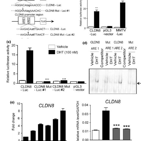 Androgen Mediated Transcriptional Activation Dependent On Androgen Download Scientific Diagram