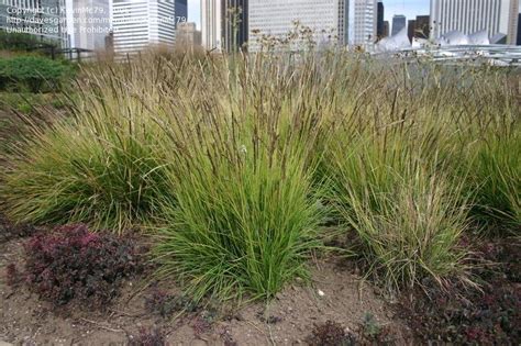 Plantfiles Pictures Autumn Moor Grass Sesleria Autumnalis By Kevinmc79