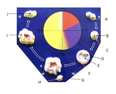 Clitty Titty Diagram Quizlet