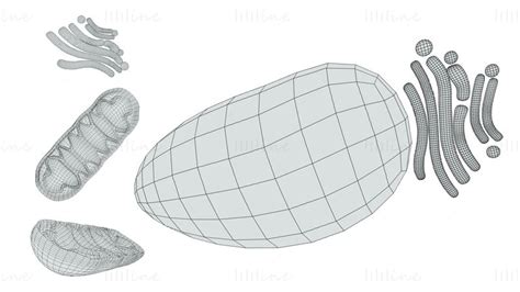 Osteocyte Bone Cell 3d Model