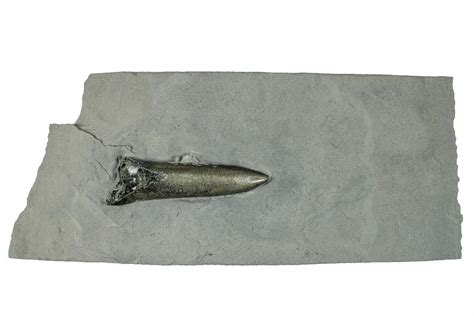 2 25 Pyritized Fossil Belemnite Acrocoelites Germany 266515 For