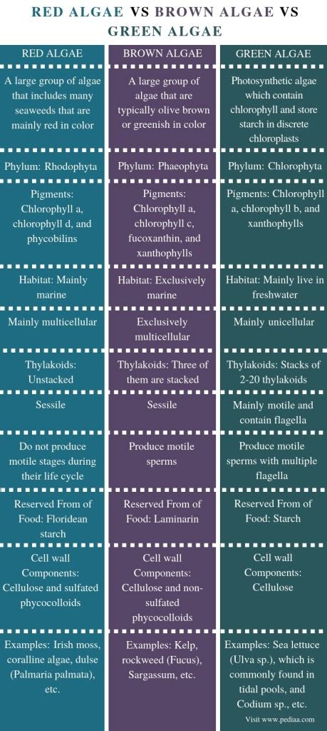 What Is The Difference Between Red Brown And Green Algae Pediaa Com