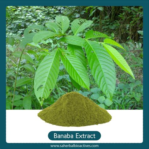 Banaba Leaf Extract Manufacturer I Lagerstroemia Speciosa