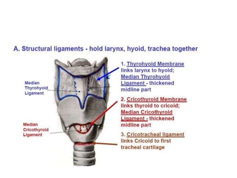 Larynx Grossiing Total Laryngectomy