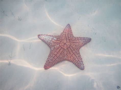 불가사리 조개 Pixabay의 무료 사진 Pixabay
