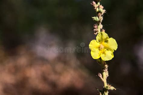 Mullein On Its Stem Seen Up Close Stock Image Image Of Fragrant