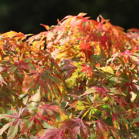 Pruning Acers The Complete Guide Roots Plants