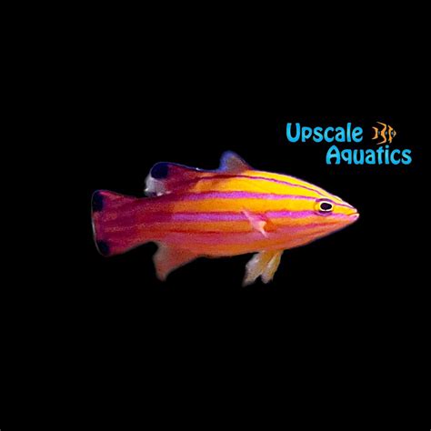 Candy Basslet Liopropoma Carmabi Upscale Aquatics