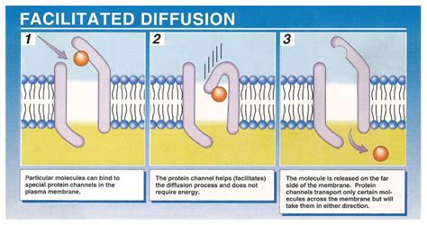 What Is The Process Of Facilitated Diffusion Robert Romero Coiffure