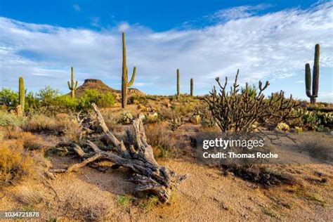 Sonoran Desert Landscape Photos And Premium High Res Pictures Getty