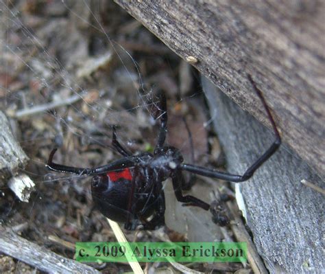 Spiders In Colorado