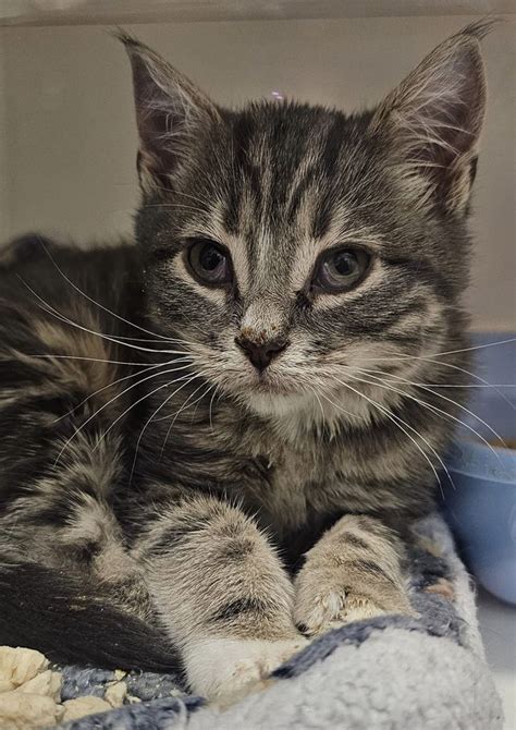 Toto Update Bradford Cat Watch Rescue And Sanctuary